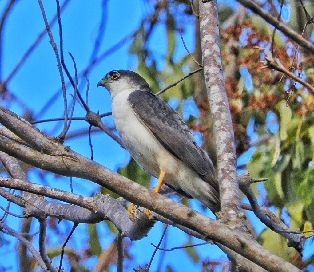 White-breasted Hawk from Meambar, Honduras on March 15, 2021 at 09:14 PM by Kevin Josue ...
