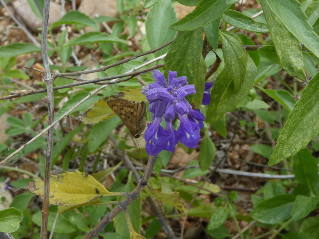 Fiery Skipper (Butterflies and selected moths of Central Texas ...