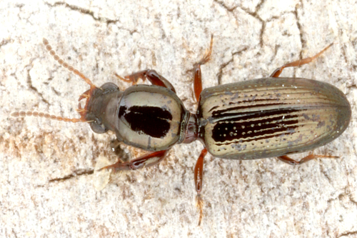 Dyschirius pusillus · iNaturalist