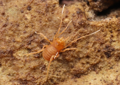 Genus Petrobunus · iNaturalist