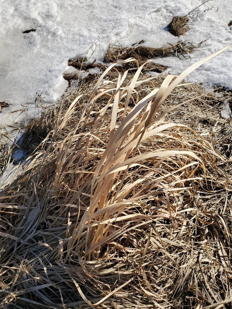 reed canary grass from Balzac, AB T0M 0E0, Canada on March 16, 2021 at ...