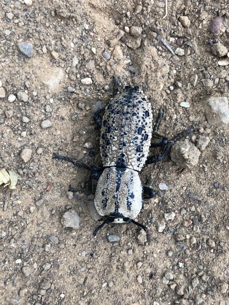 Zopherus chilensis from Barrancas, Departamento de La Guajira, CO on ...