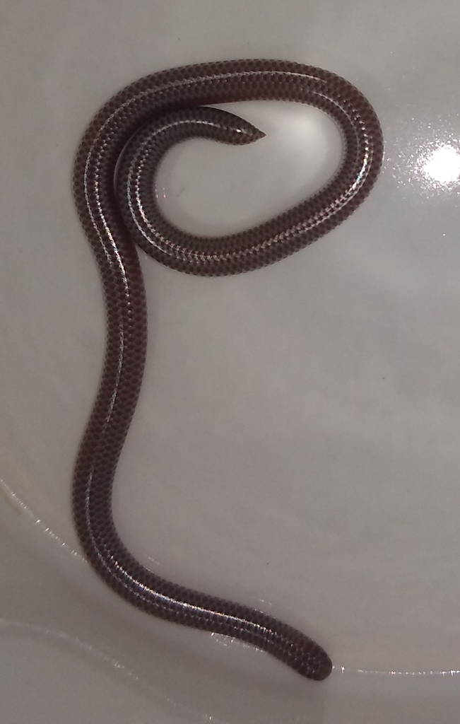 Texas Blind Snake from 87900 Cd Tula, Tamps., México on March 16, 2021 ...