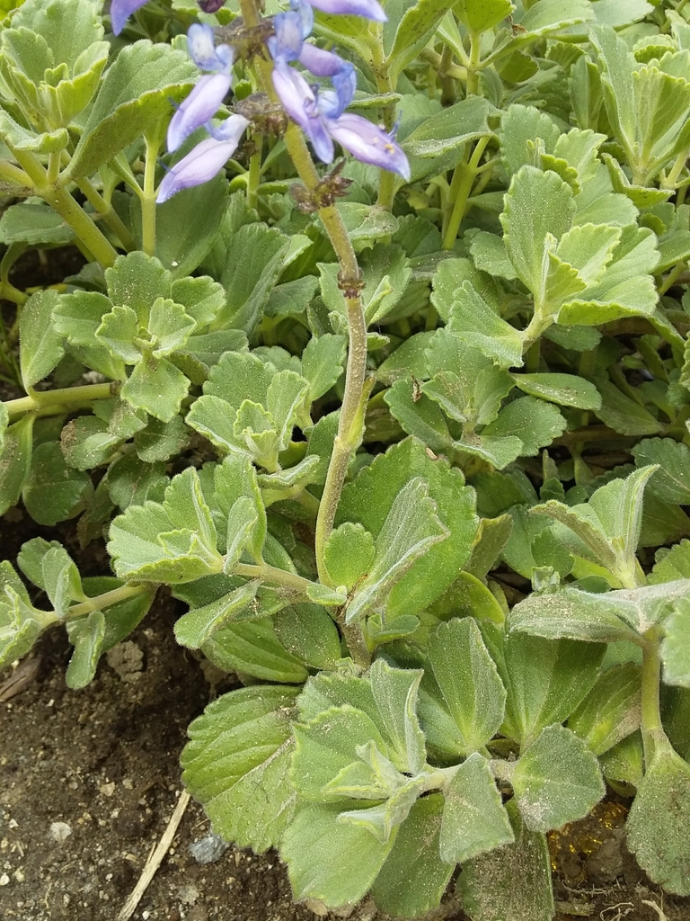 Lobster flower from San Antonio, Ecuador on February 20, 2021 at 02:14 ...
