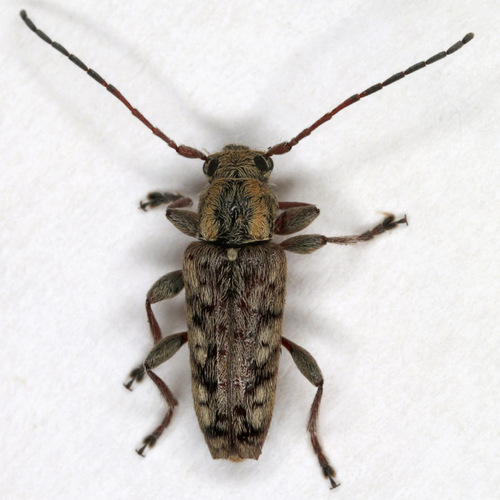 Genus Atimia · iNaturalist