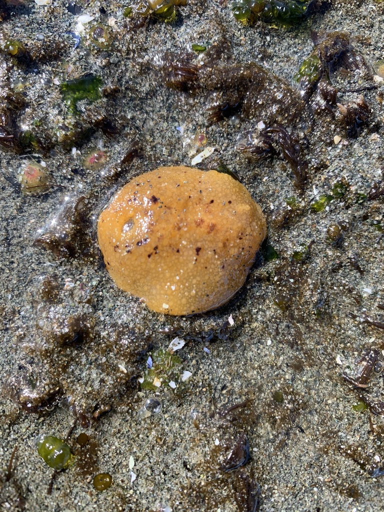Monterey Dorid from Oyster Bay, Strathcona D (Oyster Bay - Buttle Lake ...