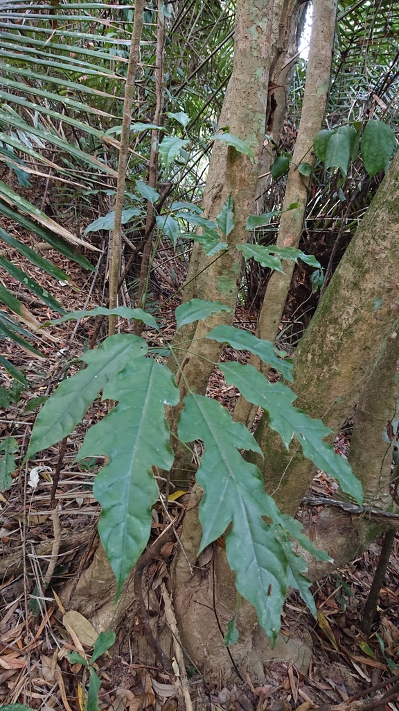 Ivy Tree from 600台灣嘉義市東區盧厝里 on March 16, 2021 at 04:53 PM by 周明煌 ...