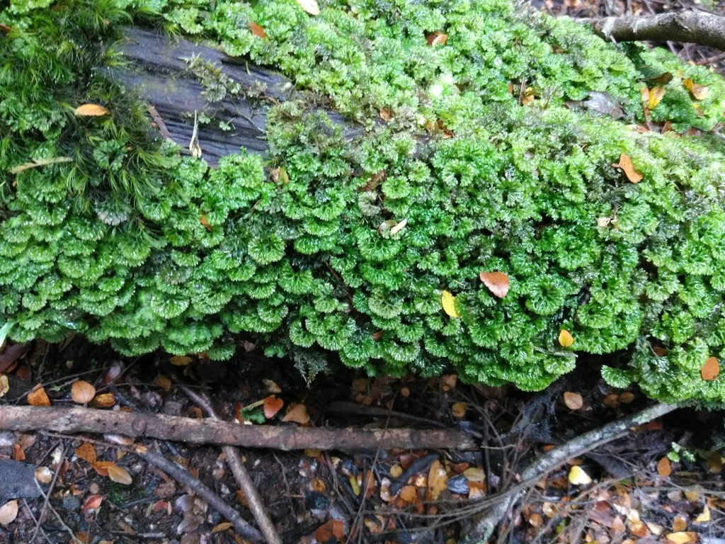Hymenophyton from Yarra Ranges on March 16, 2021 at 04:49 AM by Marnie ...
