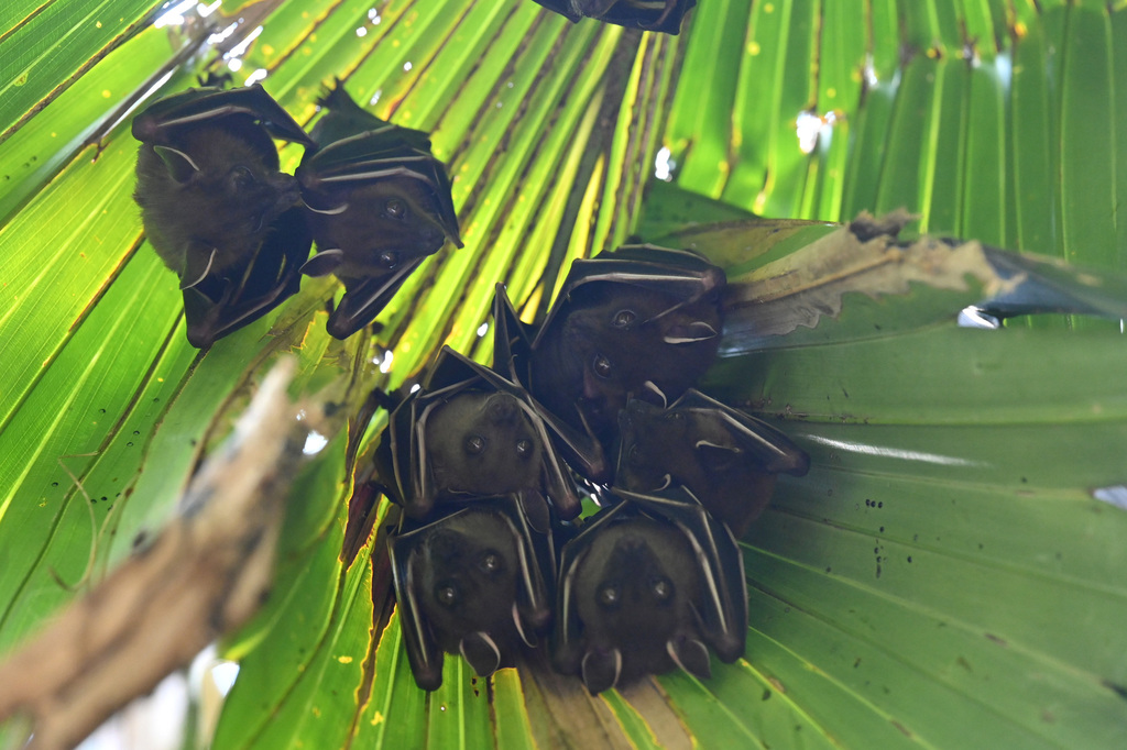 Greater Short-nosed Fruit Bat from 香港南丫島 on March 17, 2021 at 11:33 AM ...