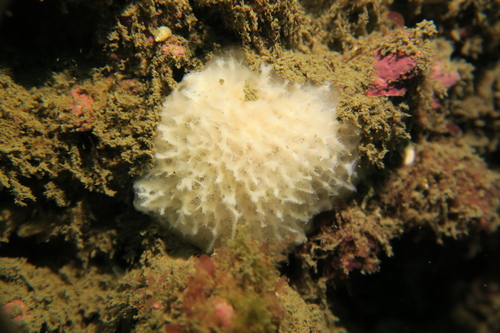 Isodictya erinacea · iNaturalist