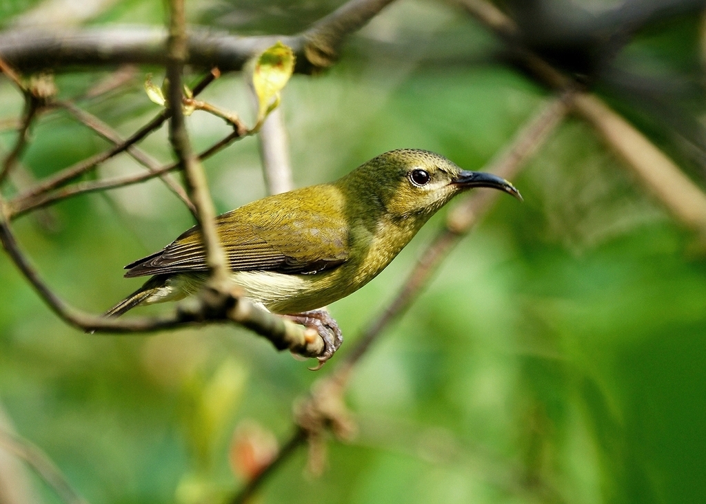 Fork-tailed Sunbird from , 中西區, 香港 on March 26, 2012 at 07:19 AM by ...