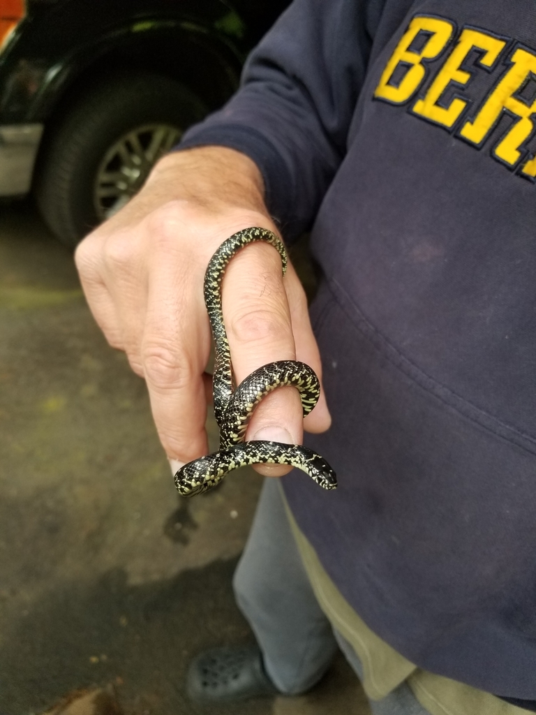 Black Kingsnake from Morristown, TN 37814, USA on April 26, 2020 at 09: ...
