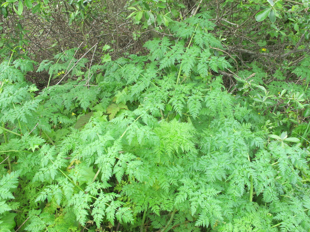 poison hemlock (Guide to Cambria's Invasive Weeds) · iNaturalist