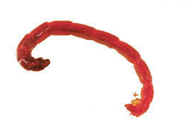 Fringed Blood Worm (Circle B Bar Reserve Freshwater Macros Field Guide ...