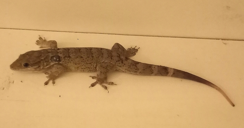 Hispaniolan Giant Gecko in March 2021 by Holly Shah · iNaturalist