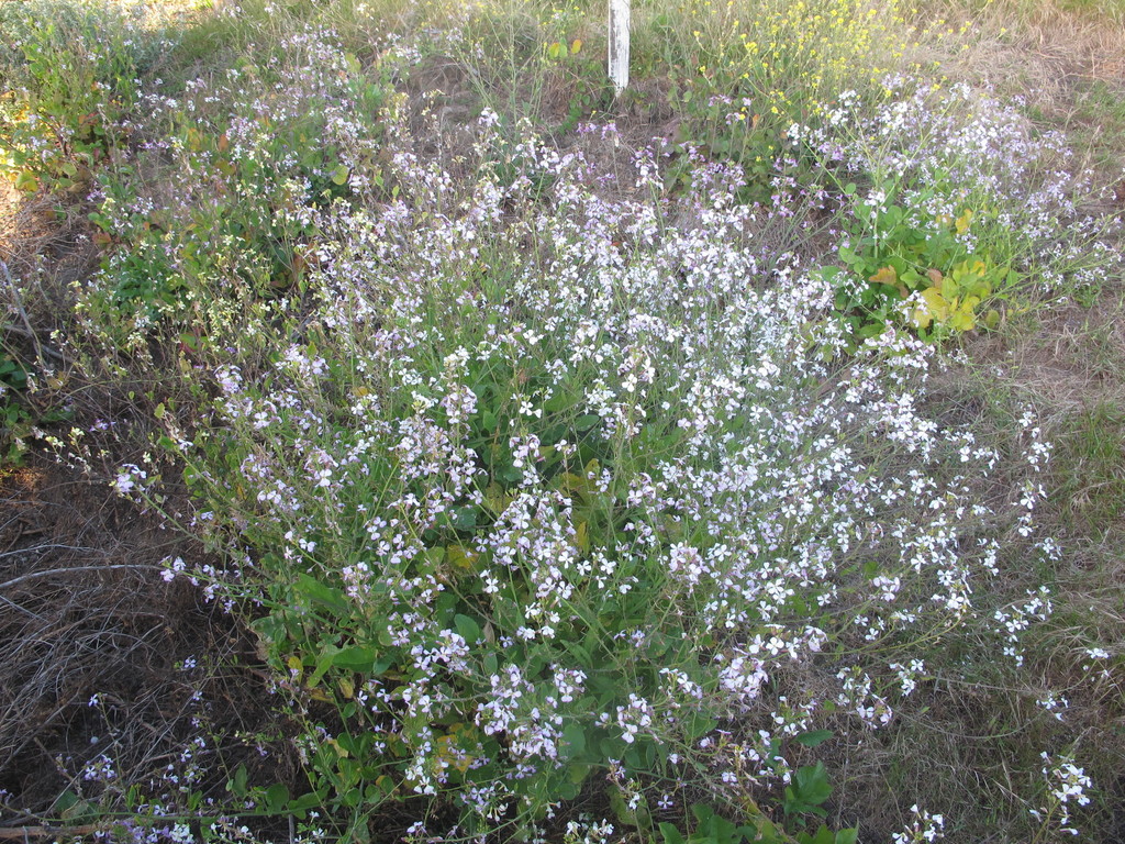 Nominate Wild Radish (Guide to Cambria's Invasive Weeds) · iNaturalist