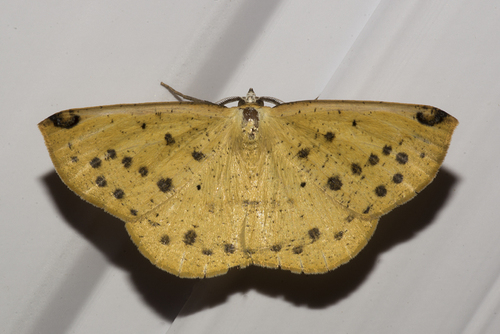 Microsema seriaria · iNaturalist