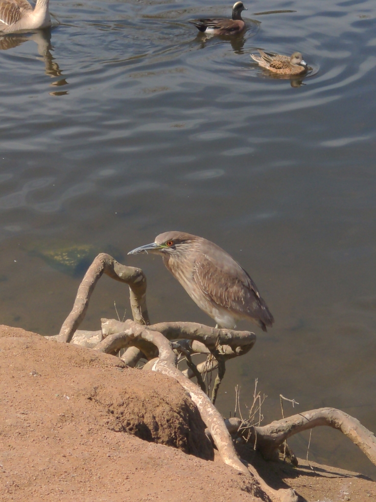Black-crowned Night-Heron from Vista, CA 92081, USA on March 17, 2021 ...