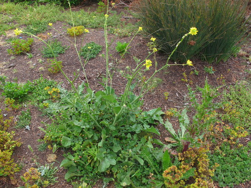 mustards (Guide to Cambria's Invasive Weeds) · iNaturalist