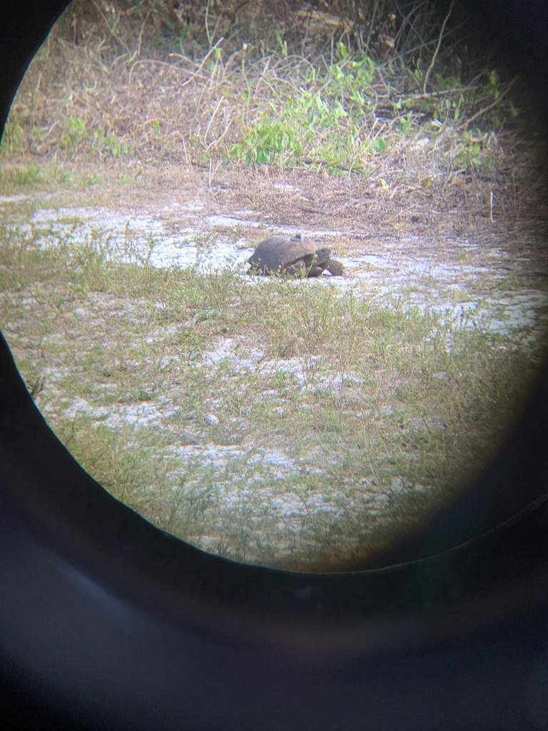 Gopher Tortoise in March 2021 by Alex Trouern-Trend. Tagged · iNaturalist