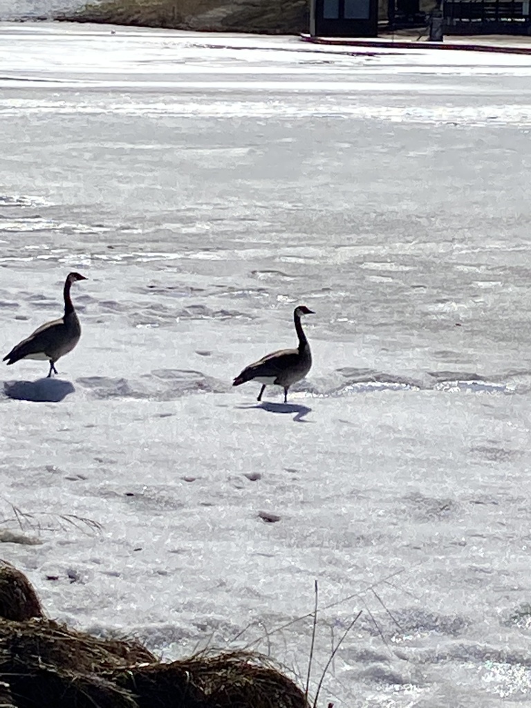 Canada Goose from Fountain Dr, Red Deer, AB, CA on March 17, 2021 at 03 ...