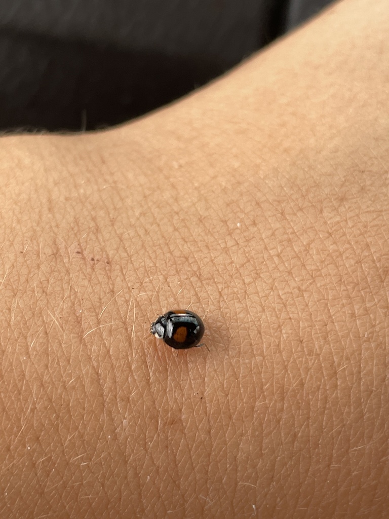 Ashy Gray Lady Beetle from Burgundy St, New Orleans, LA, US on March 17 ...
