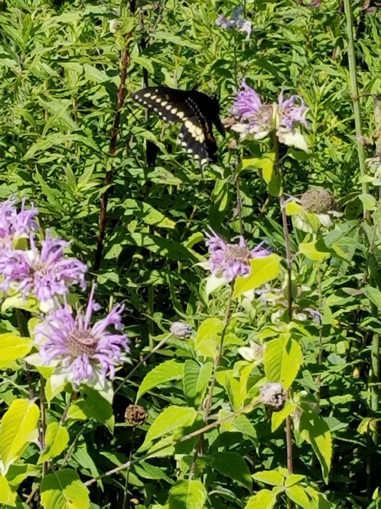 Black Swallowtail from St. Charles, IL 60174, USA on August 11, 2020 at ...