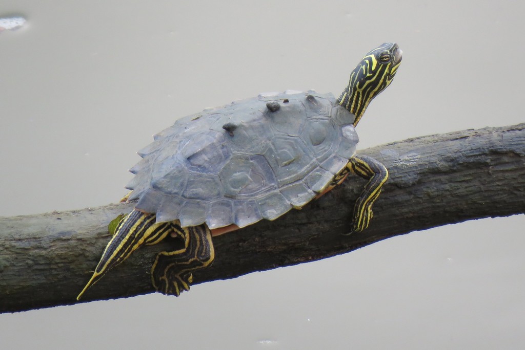 Black-knobbed Map Turtle (Graptemys nigrinoda) - Marine Life Identification