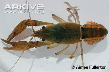 Crayfishes (Circle B Bar Reserve Freshwater Macros Field Guide ...