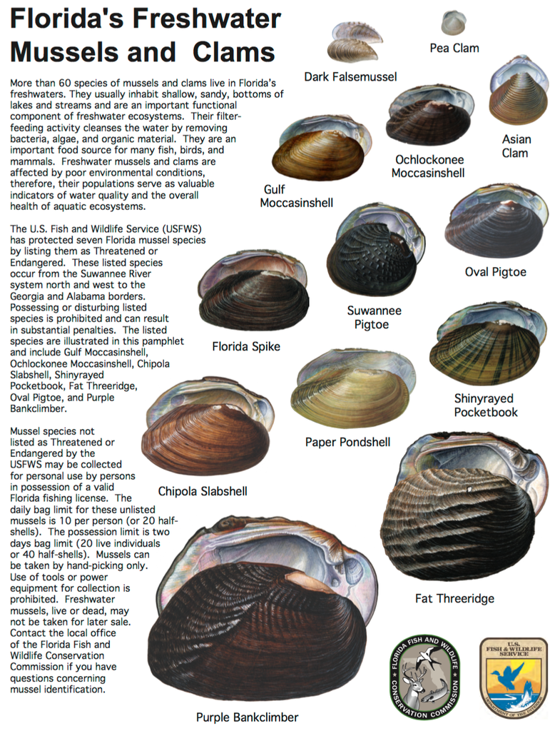 Mussel Clam Identification Chart At Maddison Pickworth Blog Mussel Clam Identification Chart At Maddison Pickworth Blog