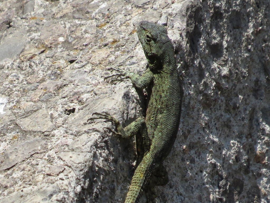 Northern Mesquite Lizard from C.U., Ciudad de México, CDMX, México on ...