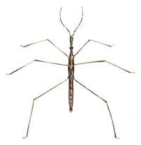 Marsh treader (Circle B Bar Reserve Freshwater Macros Field Guide ...