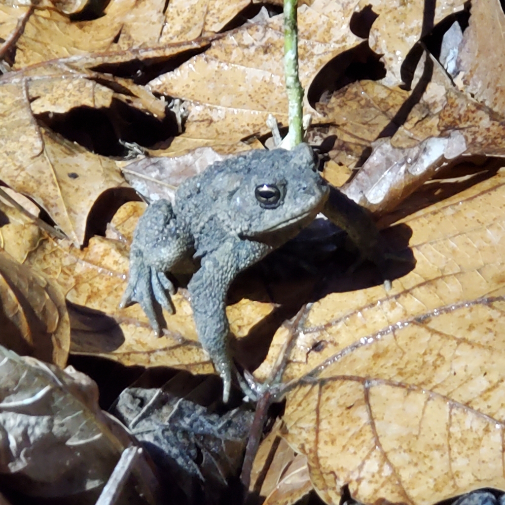 North American Toads from Twin Creek MetroPark on March 17, 2021 at 07: ...