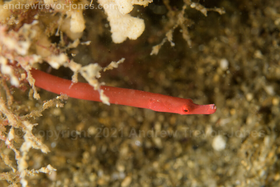 Red Pipefish from Randwick, New South Wales, Australia on March 12 ...
