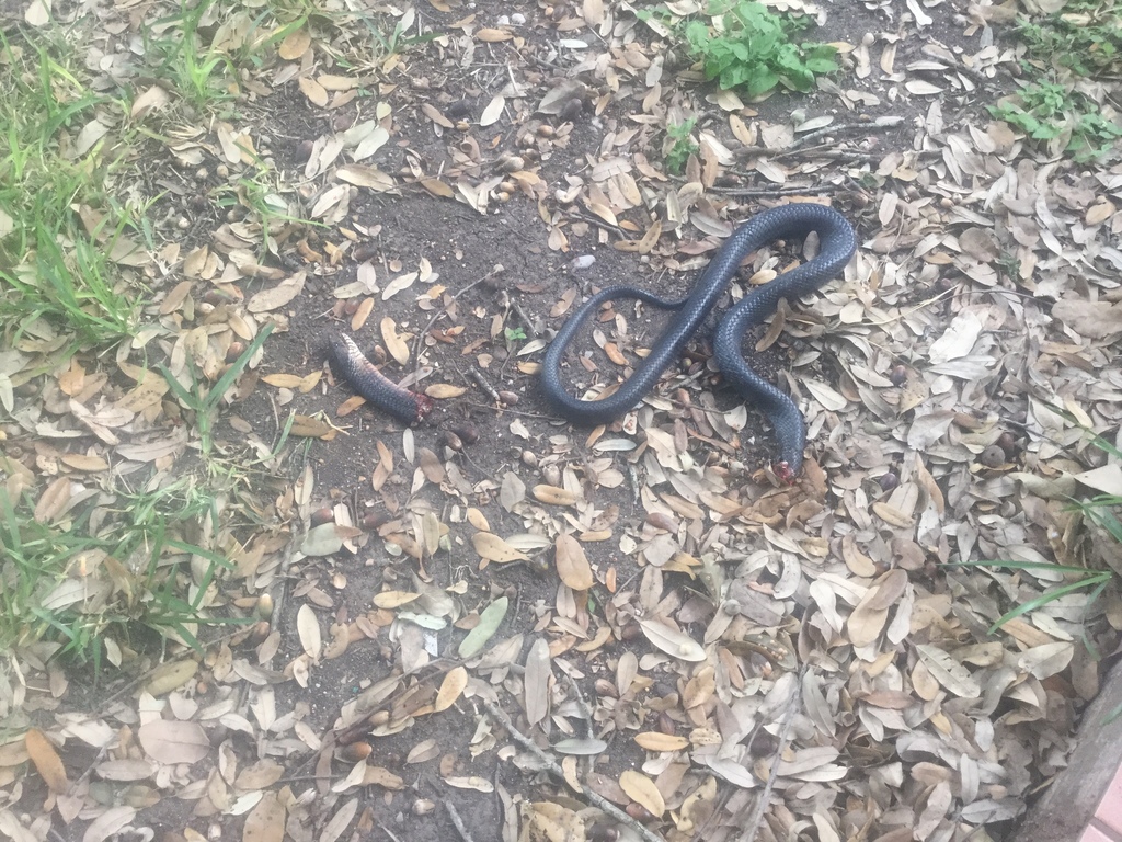 Texas Indigo Snake in November 2017 by t163rs · iNaturalist