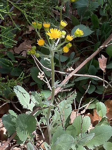 Prairie Groundsel (Packera plattensis) · iNaturalist