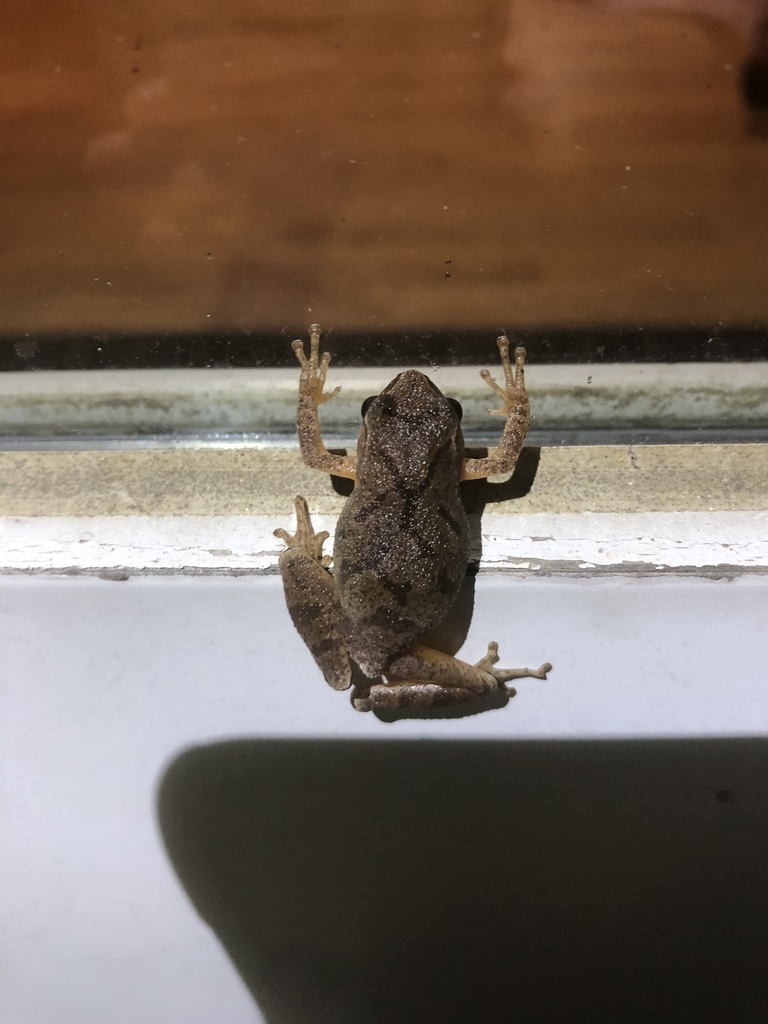 Spring Peeper from 3352 Brandt Rd, Fults, IL, US on March 18, 2021 at ...