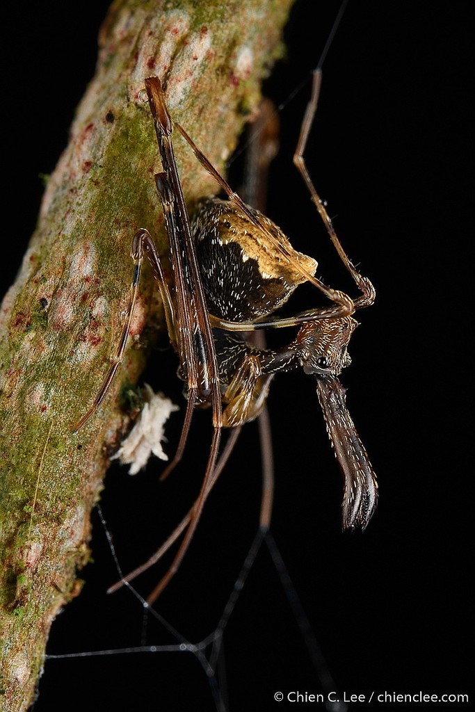 Long-necked Assassin Spiders from Ifanadiana, Madagascar on September 28, 2019 at 07:56 PM by ...