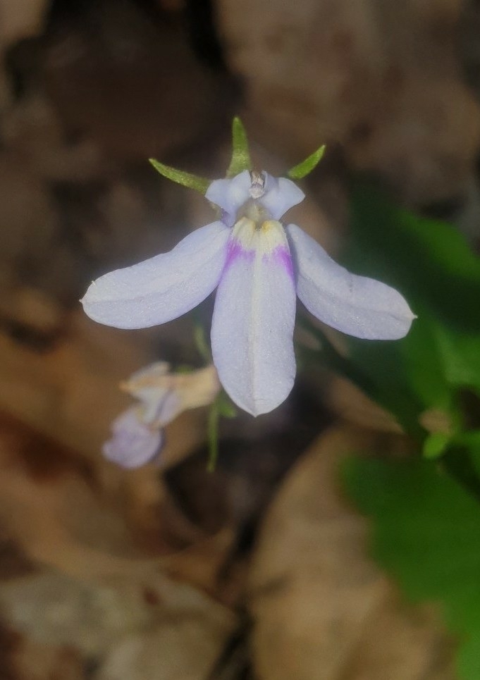forest lobelia from Wooyung NSW 2483, Australia on March 18, 2021 at 05:33 PM by Reece Taverner ...