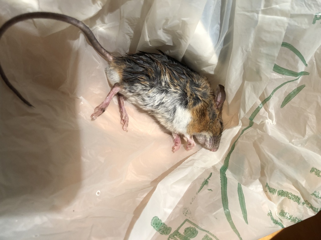 European Wood Mouse from Riserva Naturale dell'Insugherata, Roma, Lazio ...