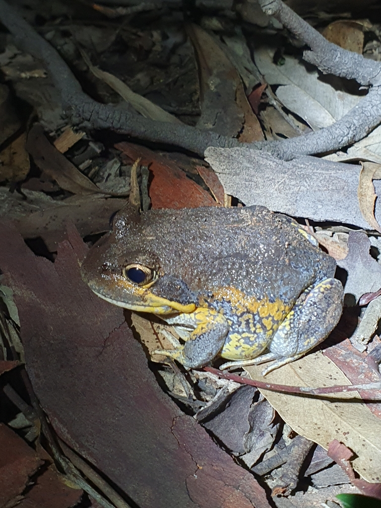 Eastern Banjo Frog from Woodlands QLD 4343, Australia on March 18, 2021 ...