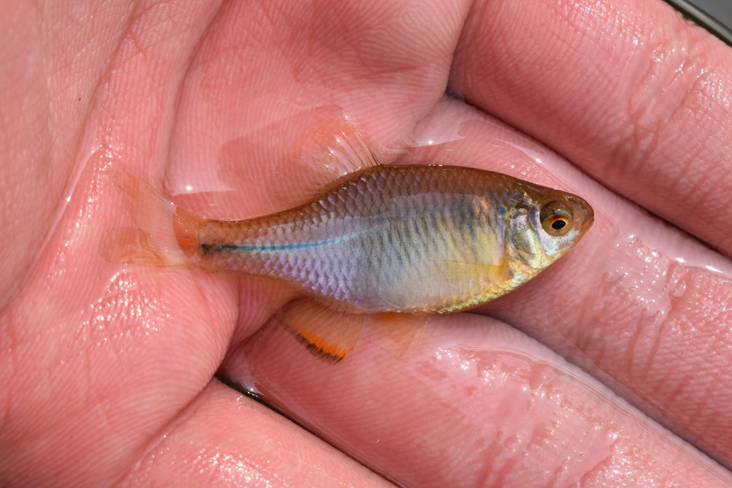 Rhodeus sinensis from 대한민국 경기도 가평군 청평면 on March 14, 2021 at 12:17 PM by ...