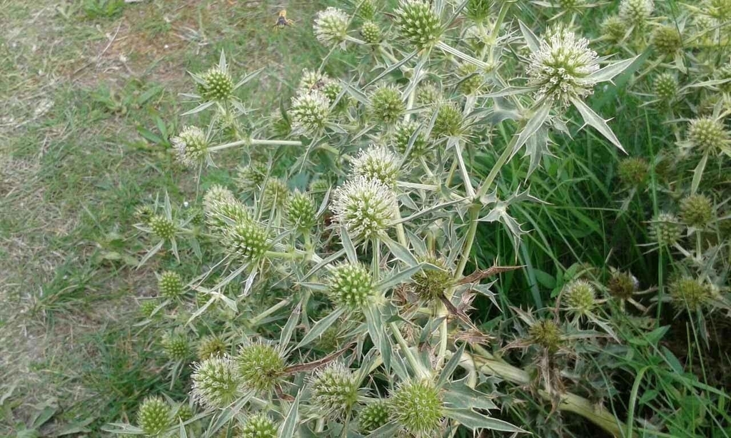 Field Eryngo from La Pointe du Hourdel on September 16, 2015 by ...