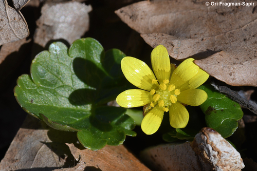 Ficaria ficarioides · iNaturalist