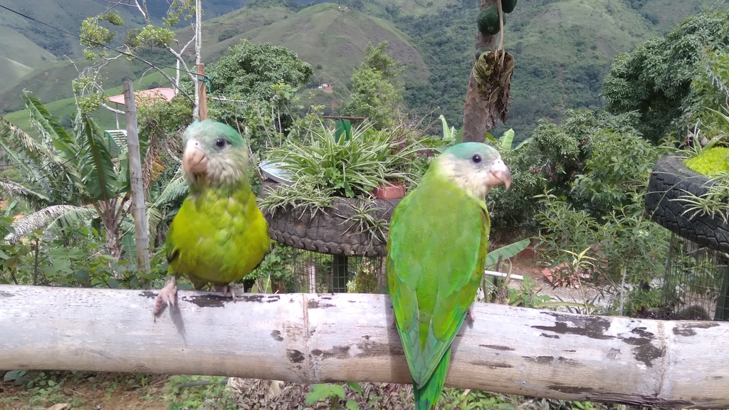 Gray-cheeked Parakeet in January 2021 by cinthya merizalde · iNaturalist