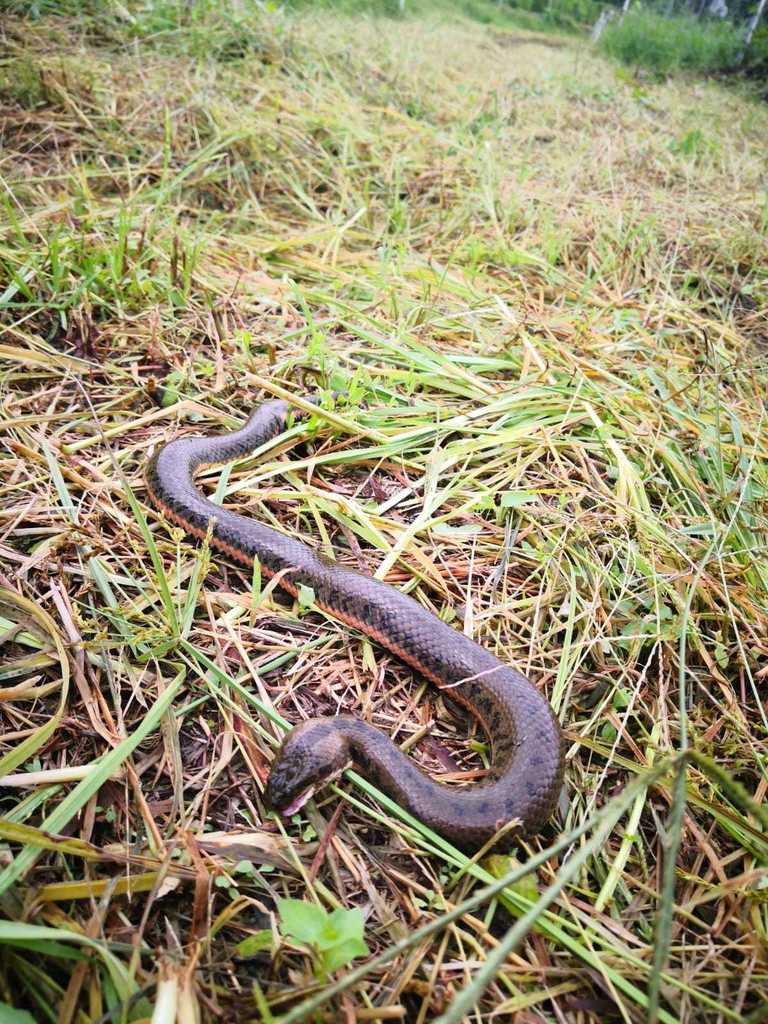 Chinese Water Snake from Farm Eco Island, Hong Kong on March 19, 2021 ...