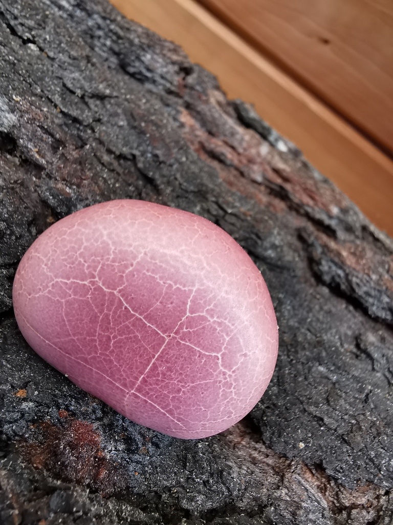 Veiled Polypore from Durango, Mexico on March 15, 2021 at 01:31 PM by ...