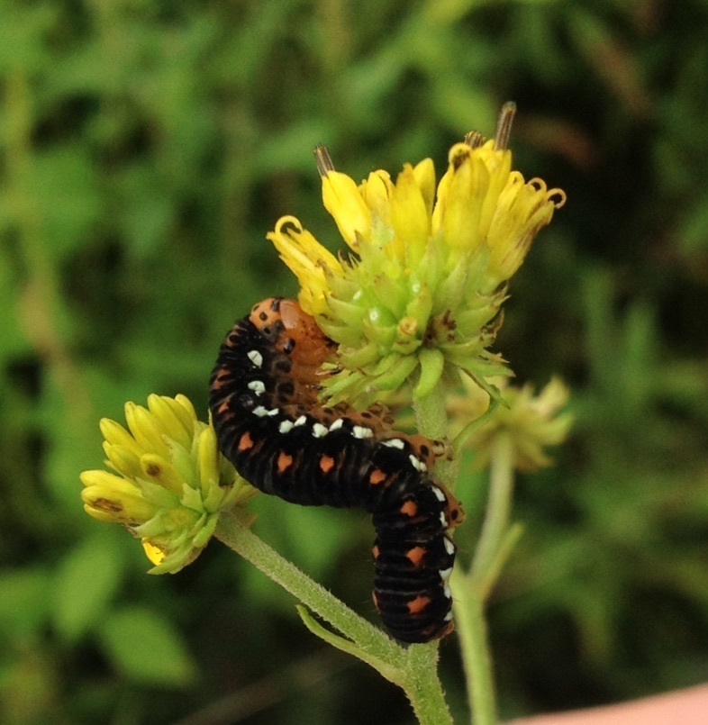 Gold Moth (Butterflies and Moths of Floracliff Nature Sanctuary ...