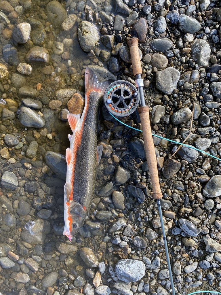 Pacific redfin from 駒井町3丁目, 狛江市, 東京都, JP on March 19, 2021 at 08:08 AM ...