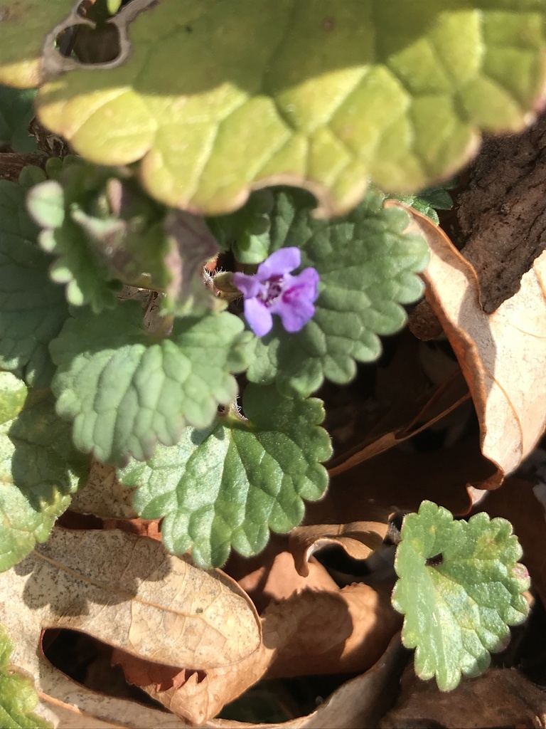 ground-ivy from White Birch Ct, Greenbelt, MD, US on March 19, 2021 at ...